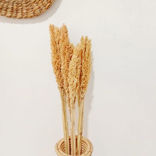 Jual Rayung Stick Pampas Panjang 1,5 Meter (1 ikat isi 3 batang ...