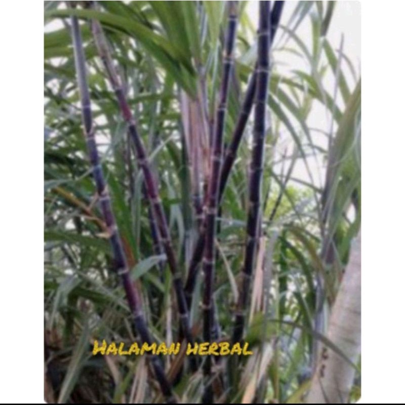 Jual Tebu hitam tebu ireng lengkap batang daun | Shopee Indonesia