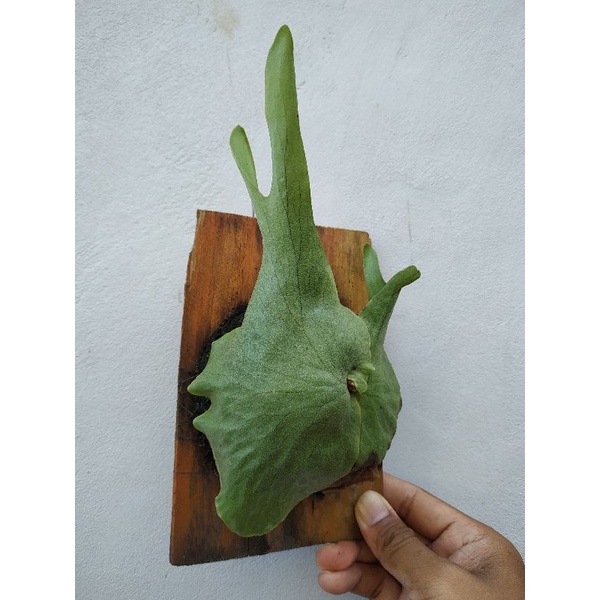 Jual Platycerium Wandae Simbar Papua size baby rawatan | Shopee Indonesia