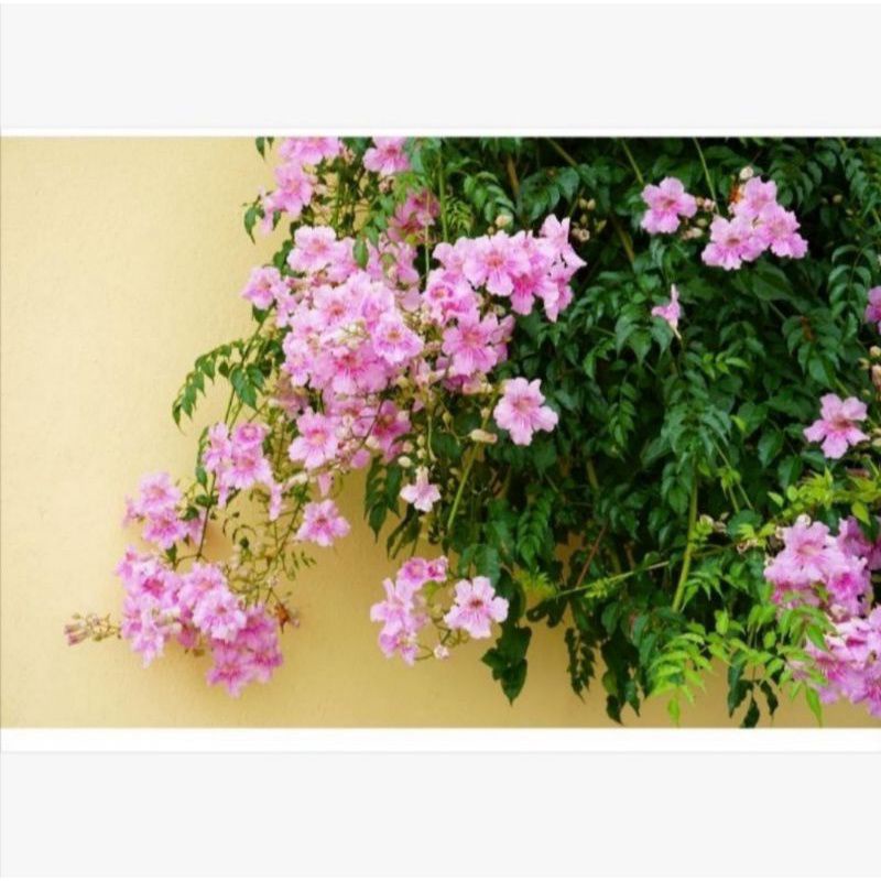 Jual Stefanus bunga ping juga di sebut stecoma bunga pink tanaman hias ...