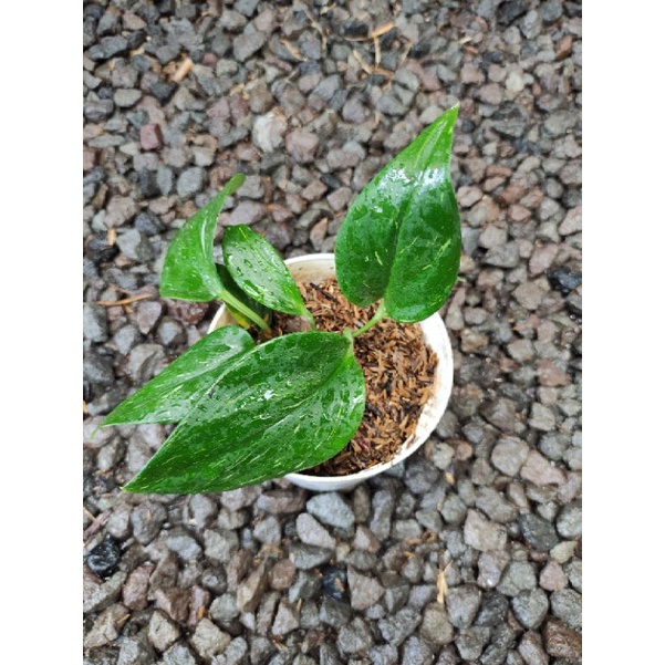 Jual scindapsus treubii Moonlight Variegata | Shopee Indonesia