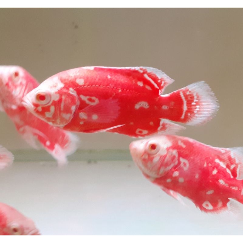 Jual Hiasan oscar red nemo 7-8 km | Shopee Indonesia