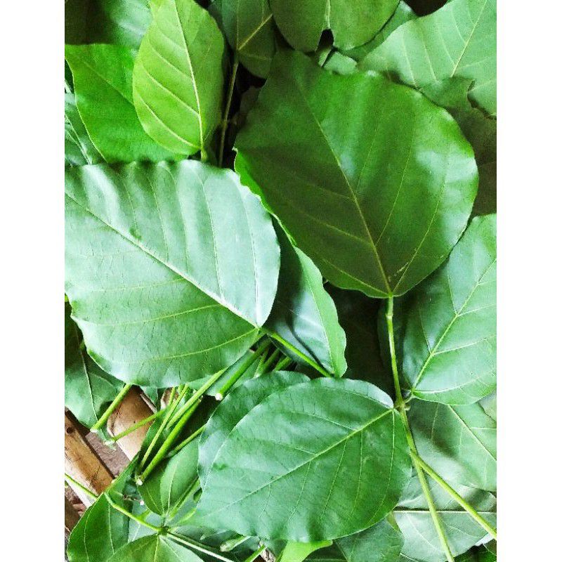Jual DAUN DADAP SEREP SEGARP PELANCAR ASI 30 LEMBAR | Shopee Indonesia