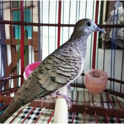Jual burung perkutut bangkok Jantan Ring pilihan | Shopee Indonesia
