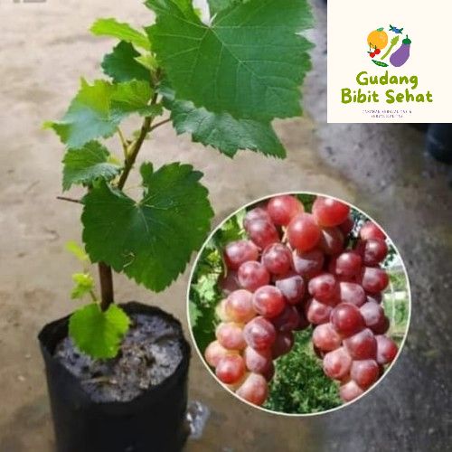 Jual Bibit Tanaman Anggur Ninel | Shopee Indonesia