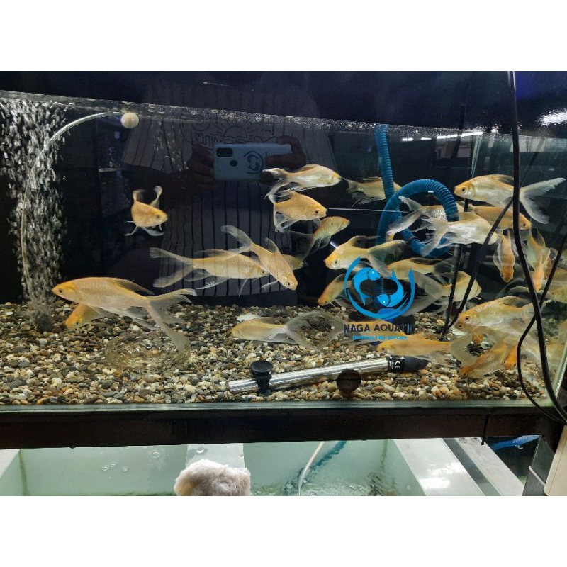 Jual Ikan Kaviat Slayer 12cm | Shopee Indonesia