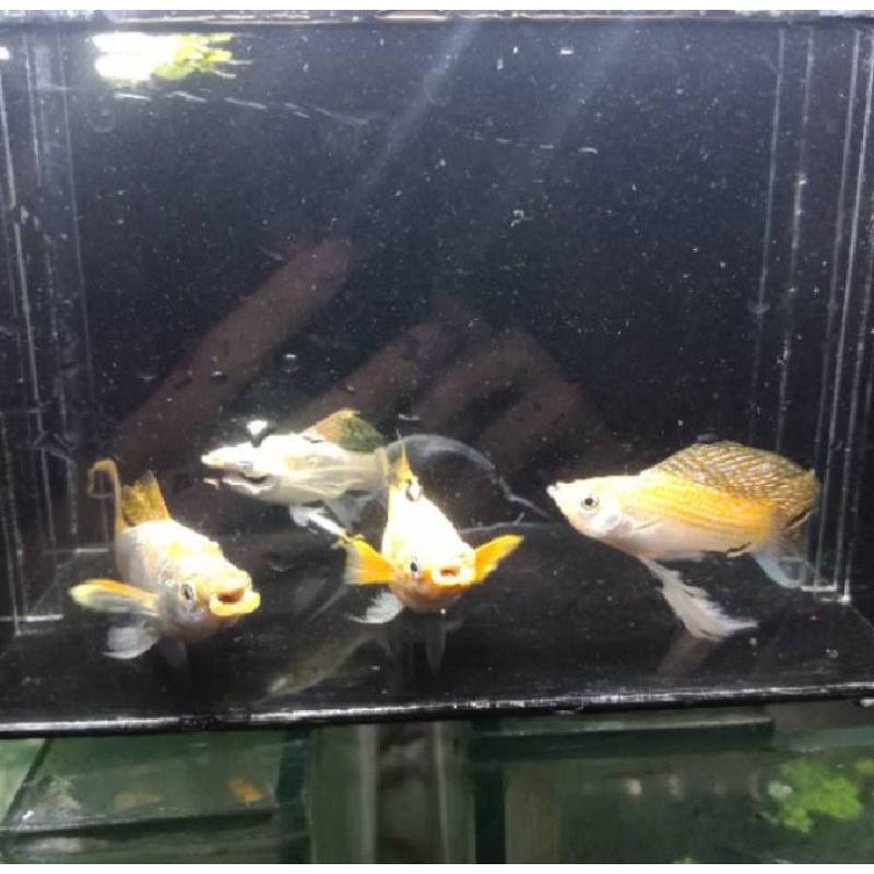 Jual Molly Callico Marble, Molly merpati lyretile | Shopee Indonesia