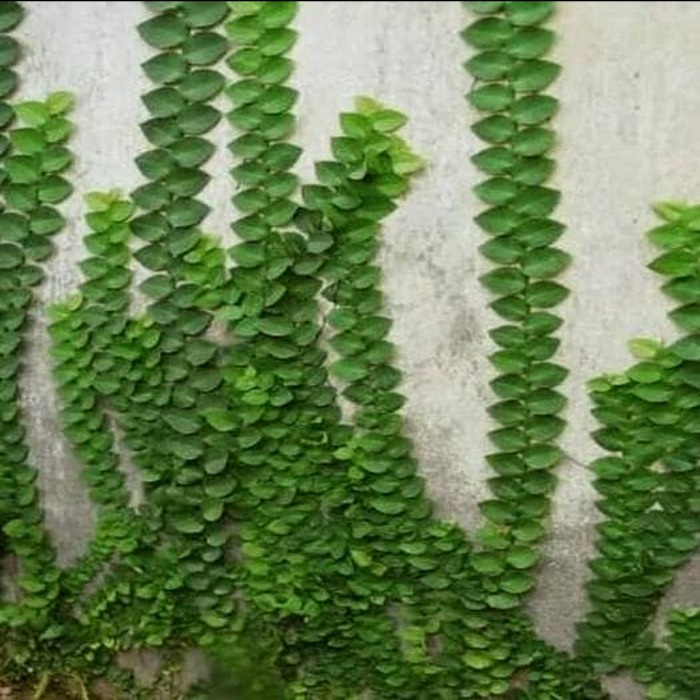 Jual [Bibit] Bibit Tanaman Hias Dollar Daun Besar,Jumbo/Dolar Rambat ...