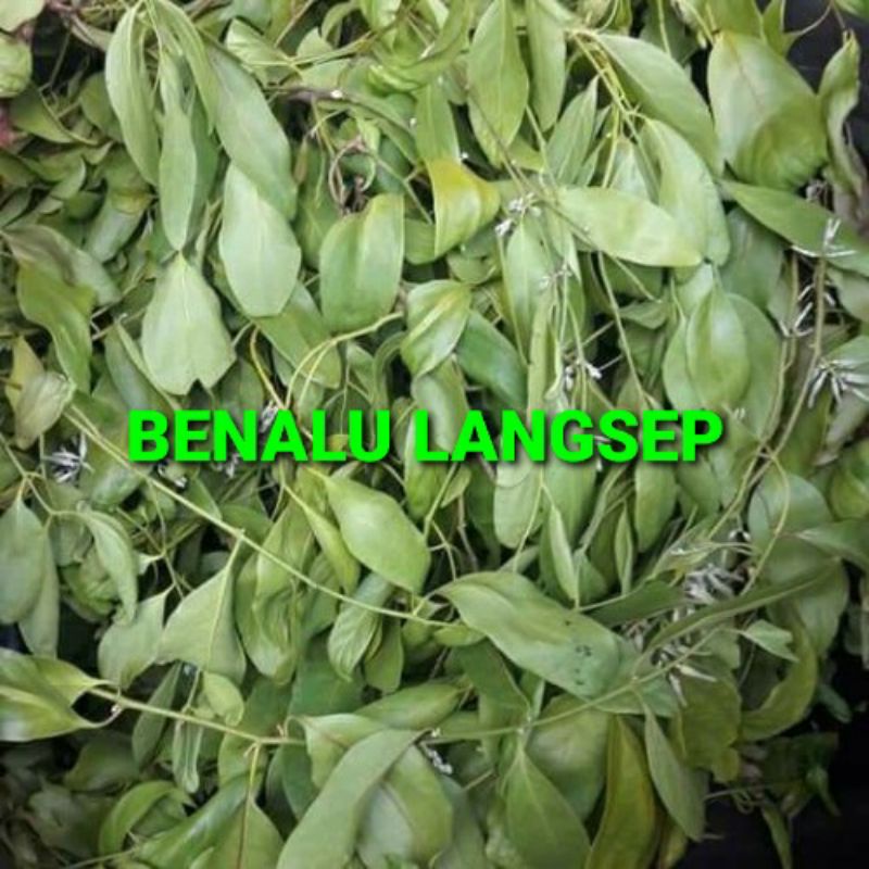 Jual DAUN BENALU LANGSEP KERING 1000 GRAM | Shopee Indonesia