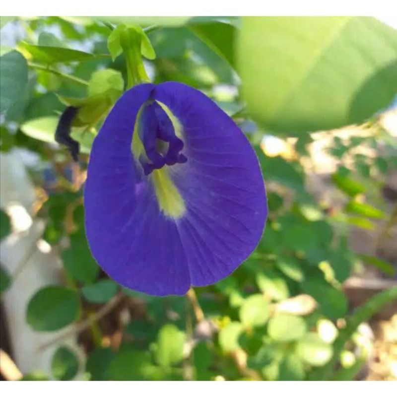 Jual PROMO! Bibit bunga telang - tanaman herbal bunga telang - pohon ...