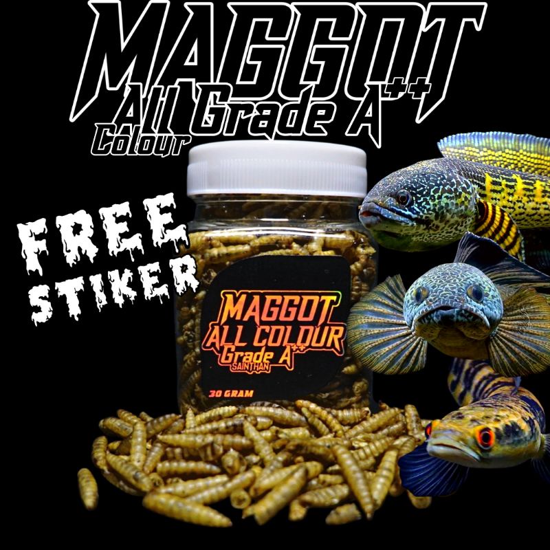 Jual Maggot Yellow Grade A++ Untuk Proges Bunga dan Warna Channa Maru ...