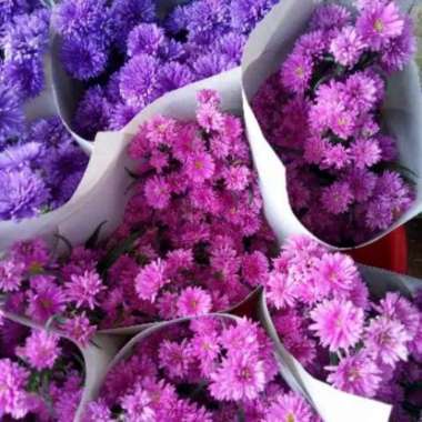Jual Bunga Pikok (Symphyotrichum)Fresh Cut -Peackok Aster Potong-untuk ...