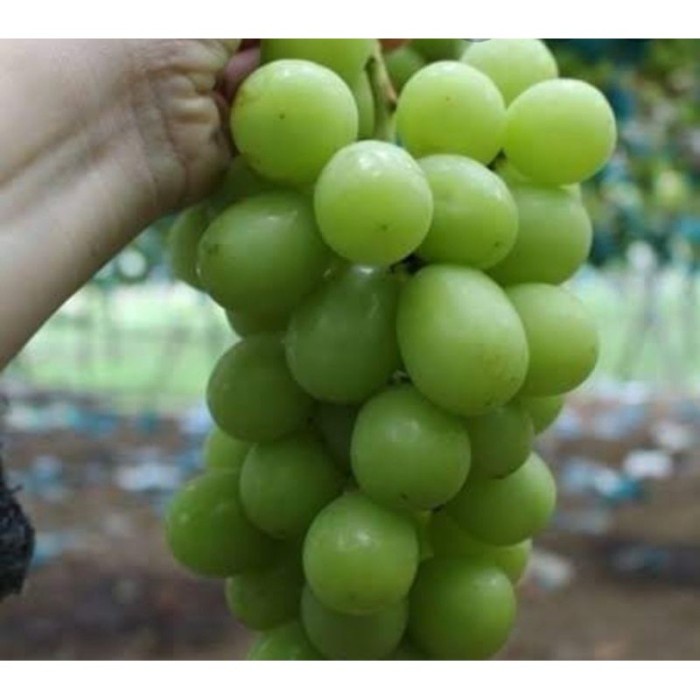 Jual Yang Paling Di Cari Bibit Anggur Import Shine Muscat Japan Ori ...