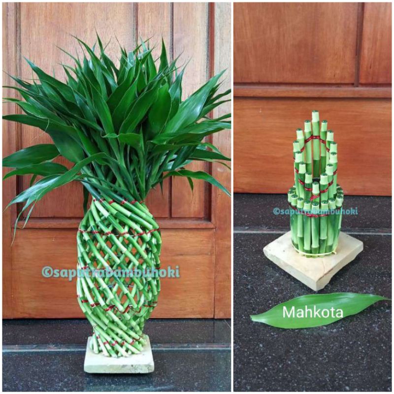 Jual Bambu Hoki / Bambu Rejeki Model Nanas 20 Tinggi 40-45cm | Shopee ...