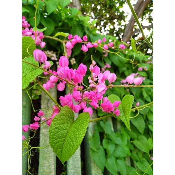 Jual TANAMAN HIAS RAMBAT AIR MATA PENGANTIN BUNGA PINK | Shopee Indonesia