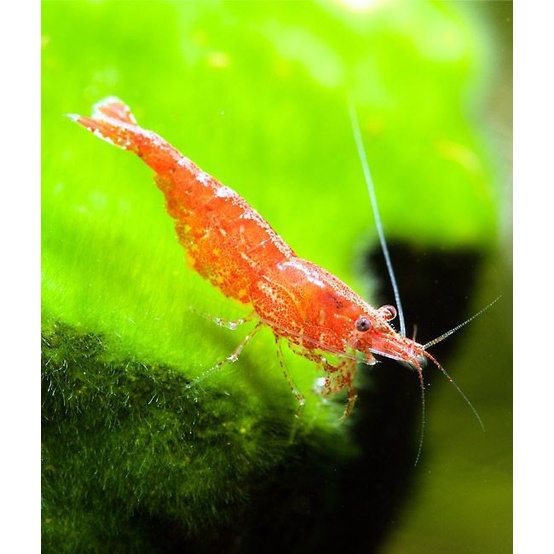 Jual HIASAN AQUARIUM UDANG RED CHERRY SHRIMP ALGAEATER AQUASCAPE ...
