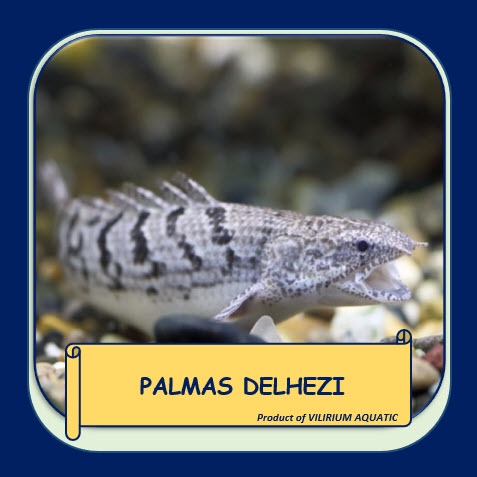 Jual IKAN HIAS AIR TAWAR - PALMAS DELHEZI | Shopee Indonesia