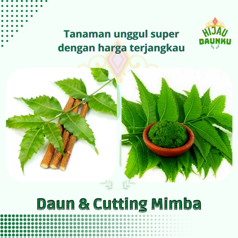 Jual Bibit Stek Dan Daun Mimba Atau Neem Oil Tumbuhan Herbal Segar ...