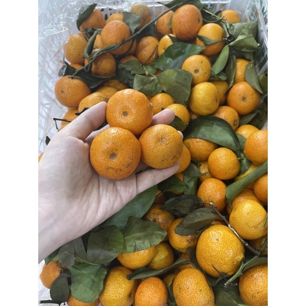 Jual jeruk shantang daun shantang madu tanpa biji berat 900-1000 g ...