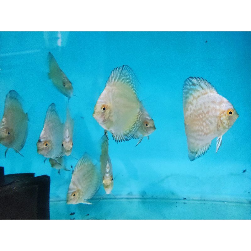 Jual Ikan Discus Yellow Pigeon Size 2,5" | Shopee Indonesia