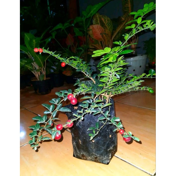 Jual bonsai jeruk kingkit dari cangkok 22k | Shopee Indonesia