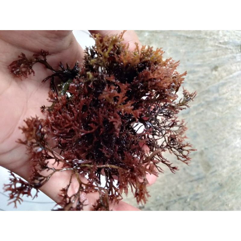 Jual Macro algae merah semak | Shopee Indonesia