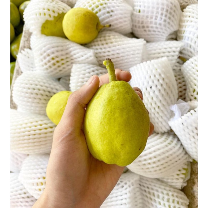 Jual Pear XiangLie 1kg | Shopee Indonesia