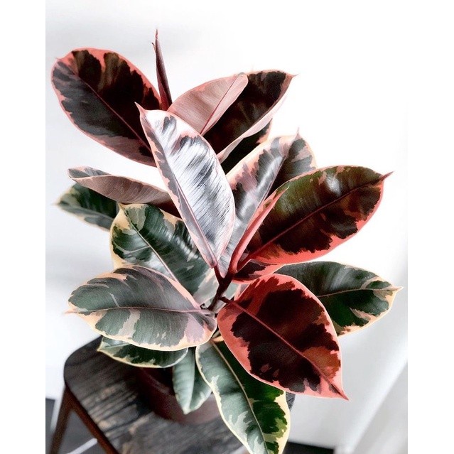 Jual Tanaman Hias Karet Kebo (Ficus elastica) Red Ruby Varigata Merah ...