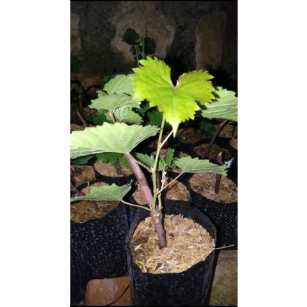 Jual Batang stek anggur red master | Shopee Indonesia