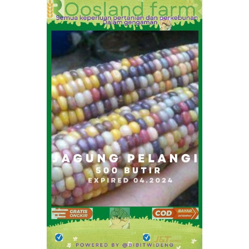Jual BENIH BIJI JAGUNG PELANGI WARNA WARNI 500 SEED | Shopee Indonesia