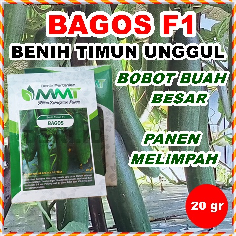 Jual Benih Timun F1 Bagos Lalap MMT Seed 20 Gram Bibit Mentimun Bagus ...
