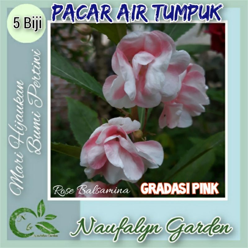 Jual 5 Benih Biji Bunga Pacar Air Tumpuk Gradasi Pink | Shopee Indonesia