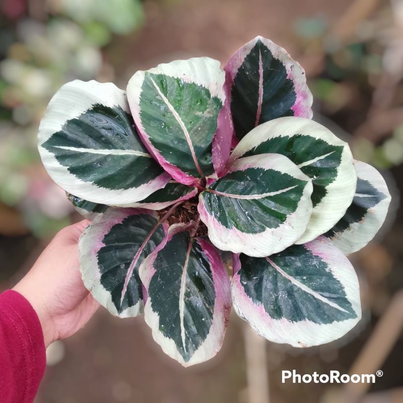 Jual { BISA COD } tanaman hias calathea pohon calathea hias indoor ...
