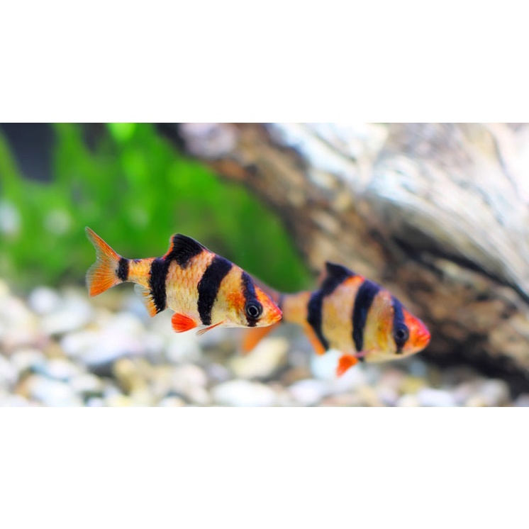 Jual Ikan Hias - Tiger / Green / Albino Barb Sumatra Fish | Shopee ...