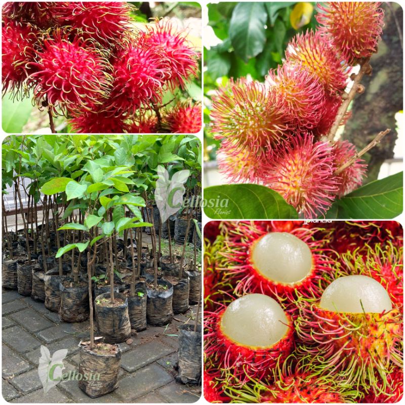 Jual Bibit Tanaman Buah Rambutan Binjay Okulasi (Bisa tabulampot ...