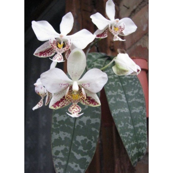 Jual phalaenopsis stuartiana | Shopee Indonesia