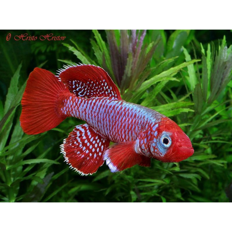 Jual telur ikan killifish eggersi redd | Shopee Indonesia