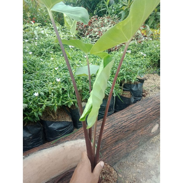 Jual tanaman hias pohon sente talas | Shopee Indonesia
