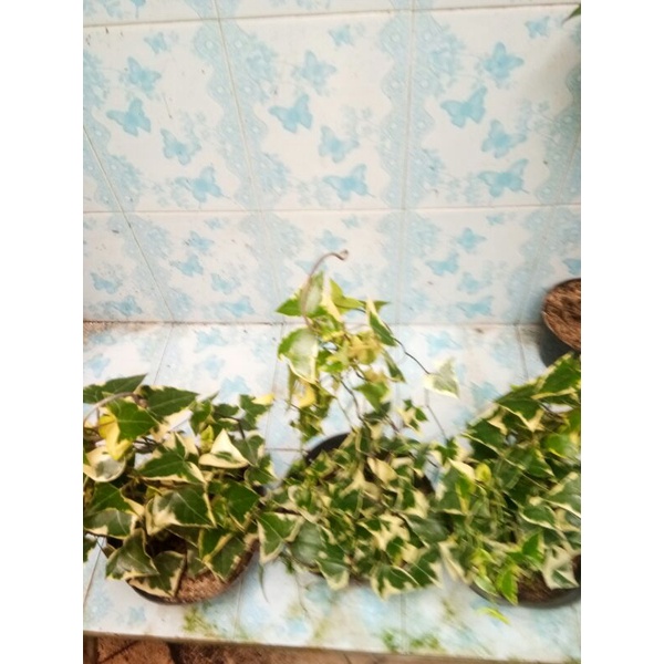 Jual Tanaman hias ivy varigata per pot diameter 20cm pot | Shopee Indonesia