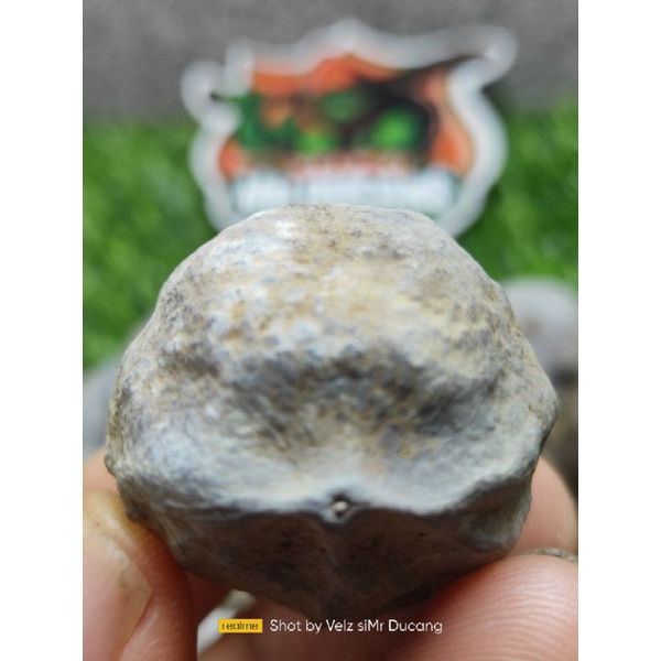Jual MUNCANG ADU ANAK MAYIT JAWA ORI ( AMJ) | Shopee Indonesia