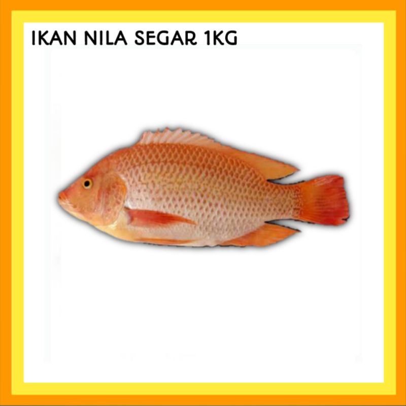 Jual IKAN NILA SEGAR POTONG HIDUP 1KG | Shopee Indonesia
