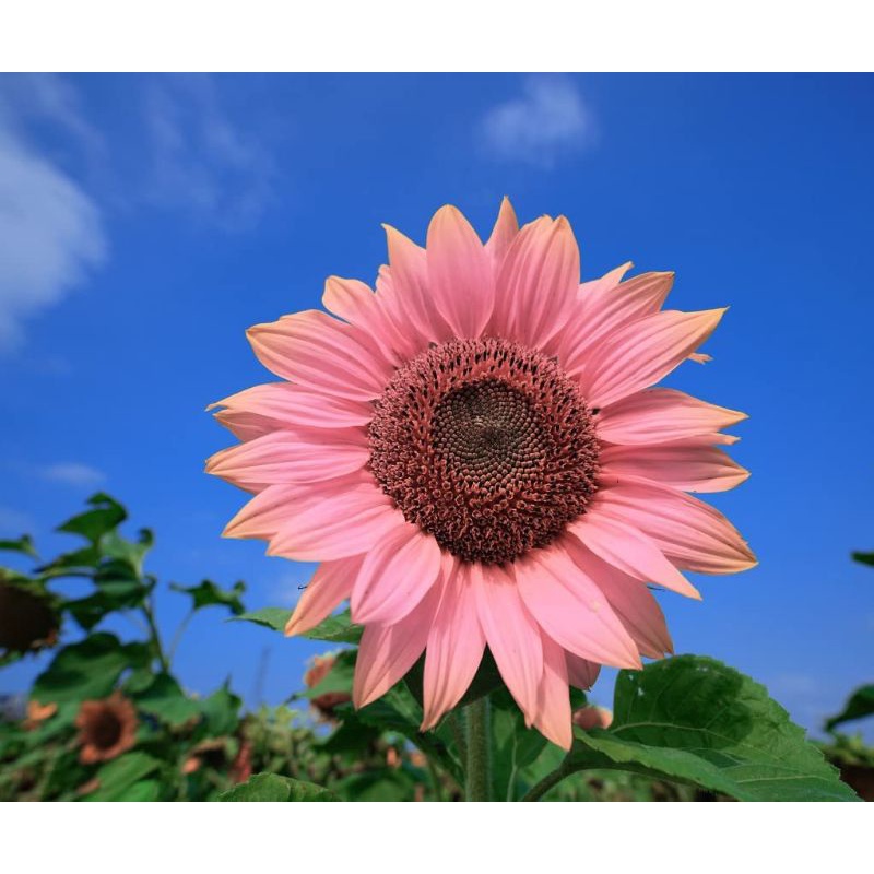 Jual bunga matahari sunflower pink biji benih minimal order 5 biji ...