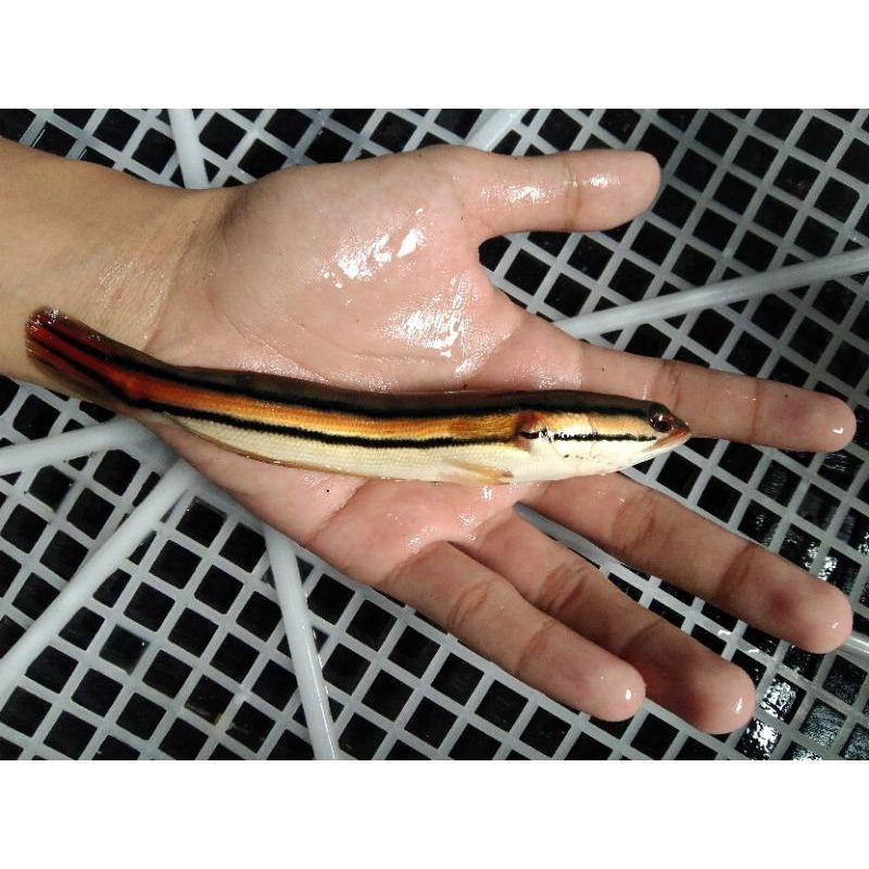 Jual Baby Toman Hijau 8-20cm | Shopee Indonesia