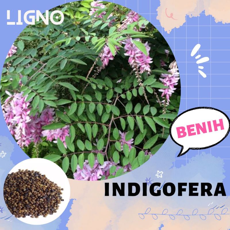 Jual Benih (isi-21) INDIGOFERA Tarum Biji Tanaman | Shopee Indonesia