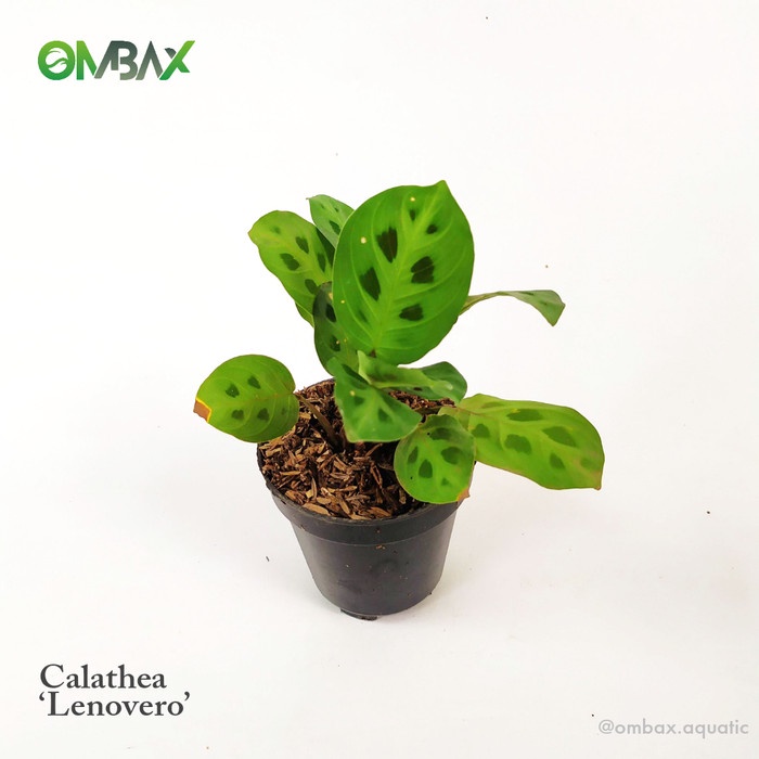 Jual Calanthea Levonero - Tanaman Indoor / Paludarium / tanaman mini ...