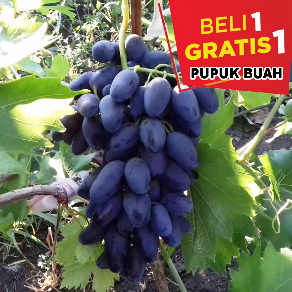 Jual Bibit Anggur Gozv Berbuah mulai 6 bulan | Shopee Indonesia