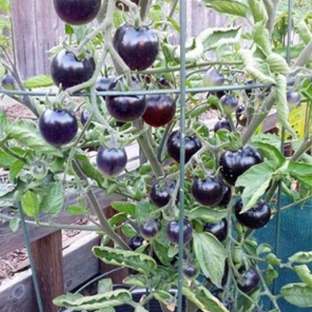 Jual Biji Benih Tomat Hitam Langka Varietas Unggul | Shopee Indonesia