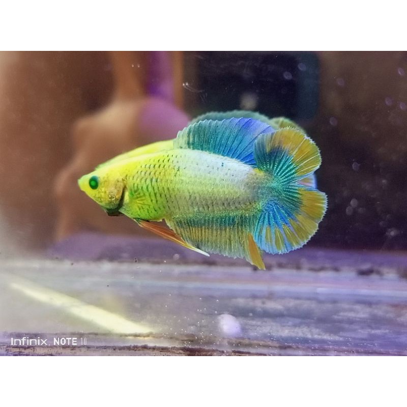 Jual stiker cupang pkdt glofis | Shopee Indonesia