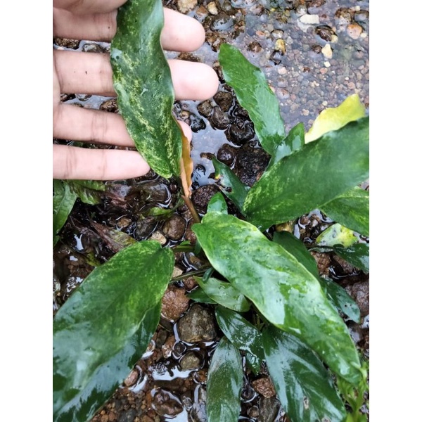 Jual tanaman acuascep anubias minima var satu rijum 7daun | Shopee ...