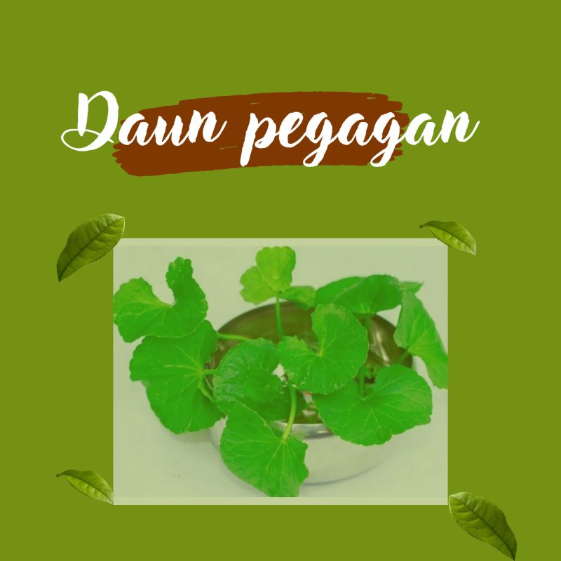 Jual Daun pegagan segar dan kering( centella asiatica ) daun antanan ...